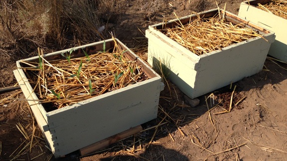 Making Planters From Old Bee Boxes